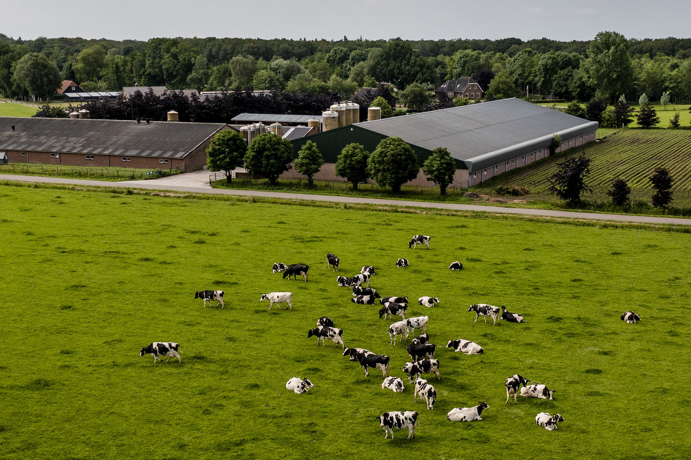 Koeien vervangen door geiten: is dat de oplossing voor het ...