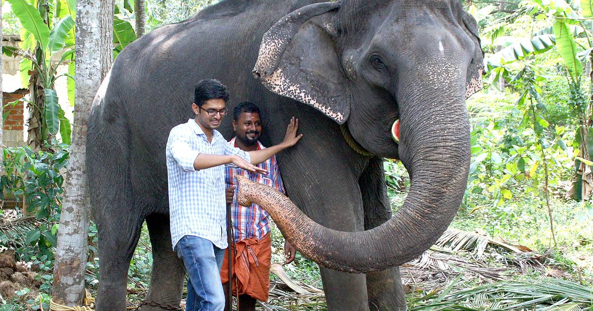 Record: Aziatische olifant in India op 88-jarige leeftijd gestorven ...