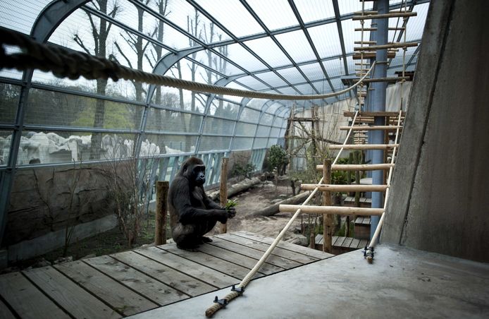 Orang-oetans en gorilla's Ouwehands gaan straks los op Haagse ...