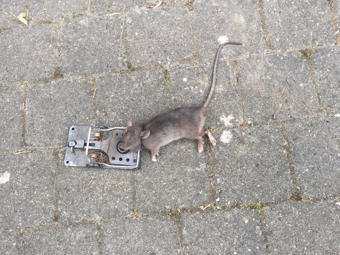 Rattenplaag in Eindhoven-Noord: 'Ze komen via de afvoerbuis van de ...