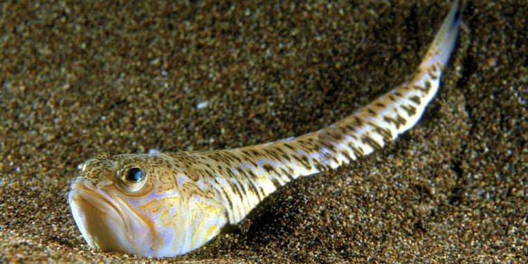 Dit moet je doen als je wordt geprikt door een kleine pieterman