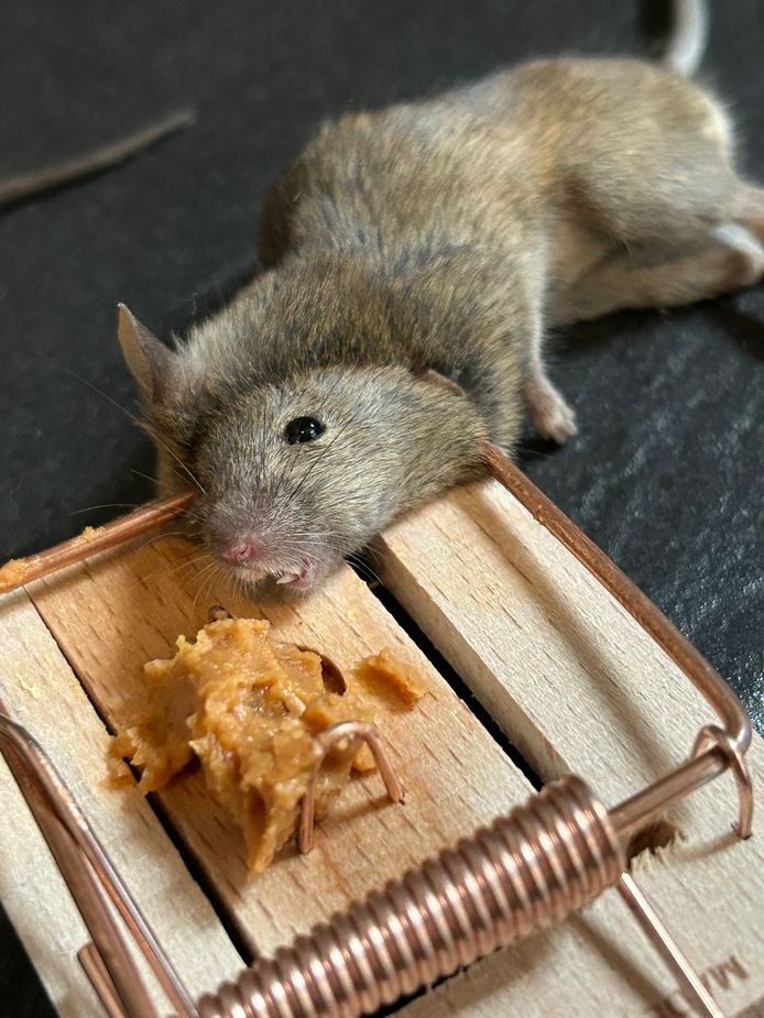 Leven van gezin op zijn kop door muizenplaag: ‘Op bedden, in ...