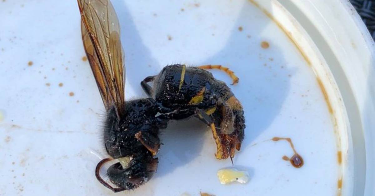 Aziatische of Europese hoornaar, wesp of iets anders: enkele foto's op ...