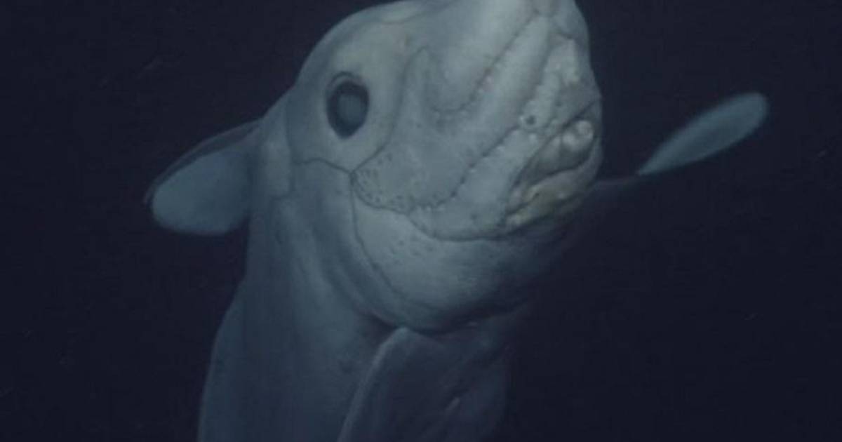 Nooit eerder gefilmd: spookhaai van de diepzee | Dieren | hln.be