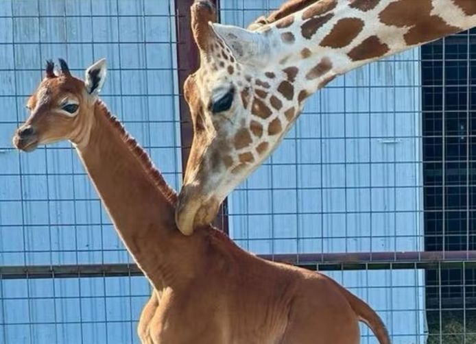 Giraffe zonder vlekken geboren in Amerikaanse dierentuin: ‘Enige ter wereld’ | Buitenland | AD.nl