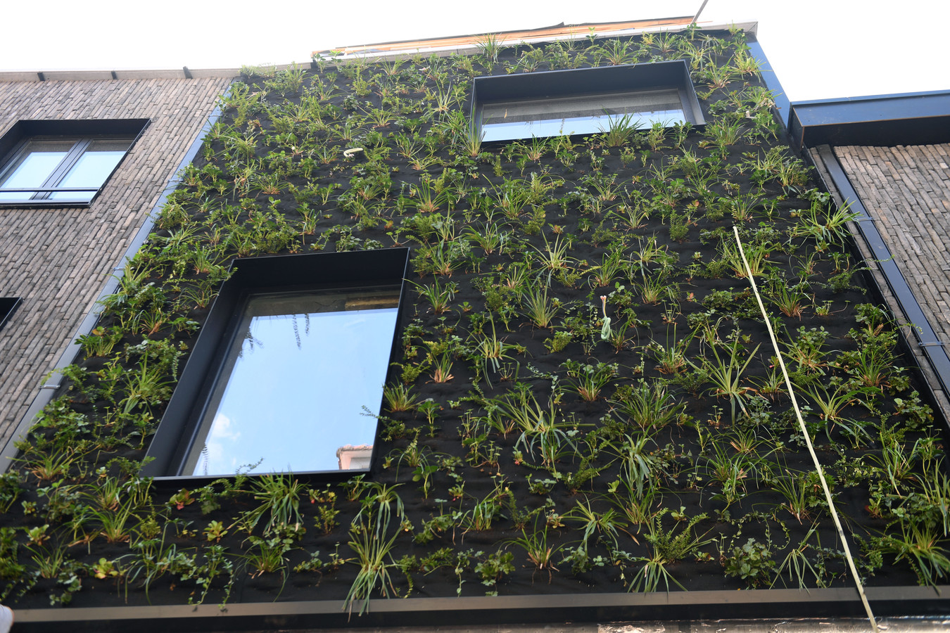 Indrukwekkende verticale tuin in Muntstraat: “Binnenkort verwelkomen we ...