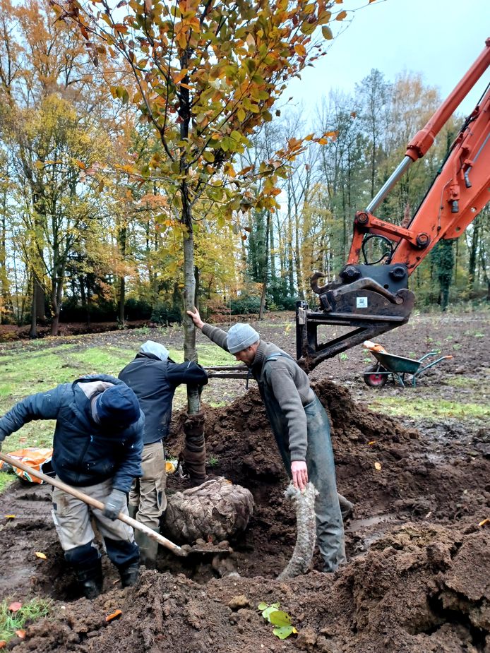 650 bomen vormen nieuwe rustplek in Hof ter Laken: “Creëren idyllisch eilandje” | Heist-Op-Den ...