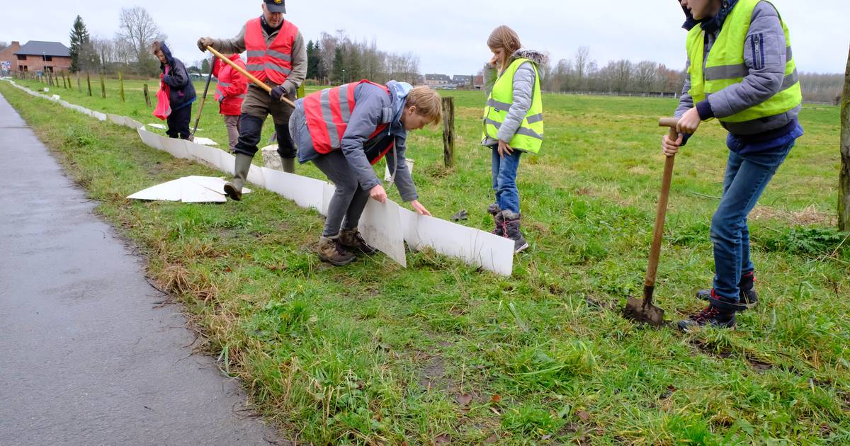 Kom jij helpen bij de paddenoverzet? | Destelbergen | hln.be