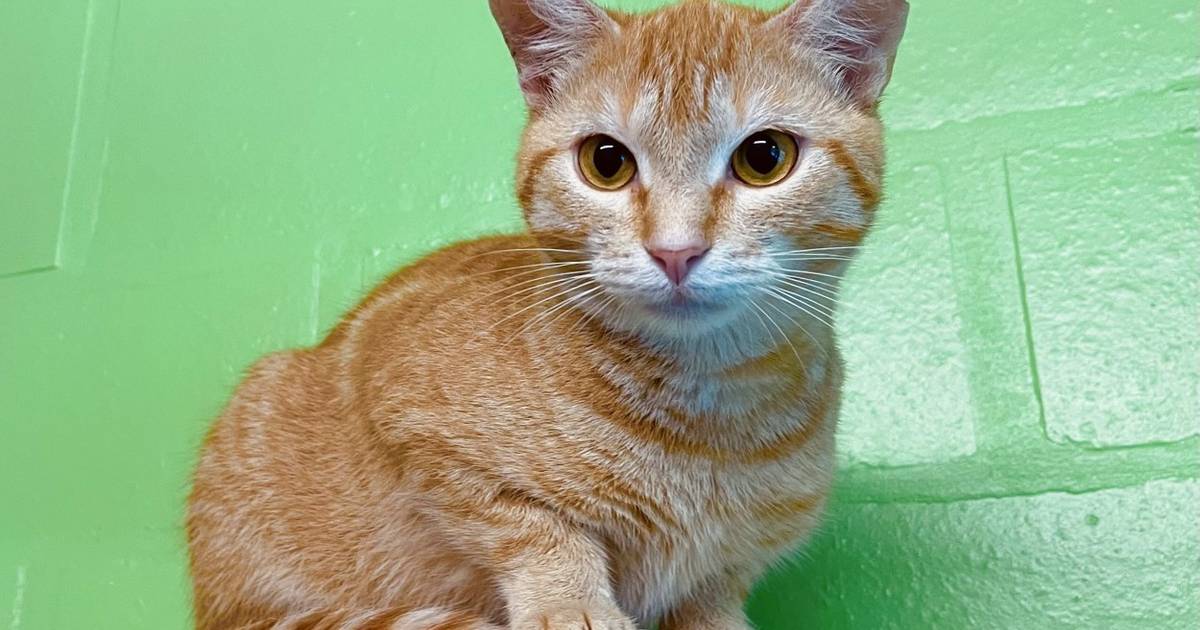 Hoop kittens verplaatst naar gastgezinnen, dus dierenasiel kan opnieuw ...