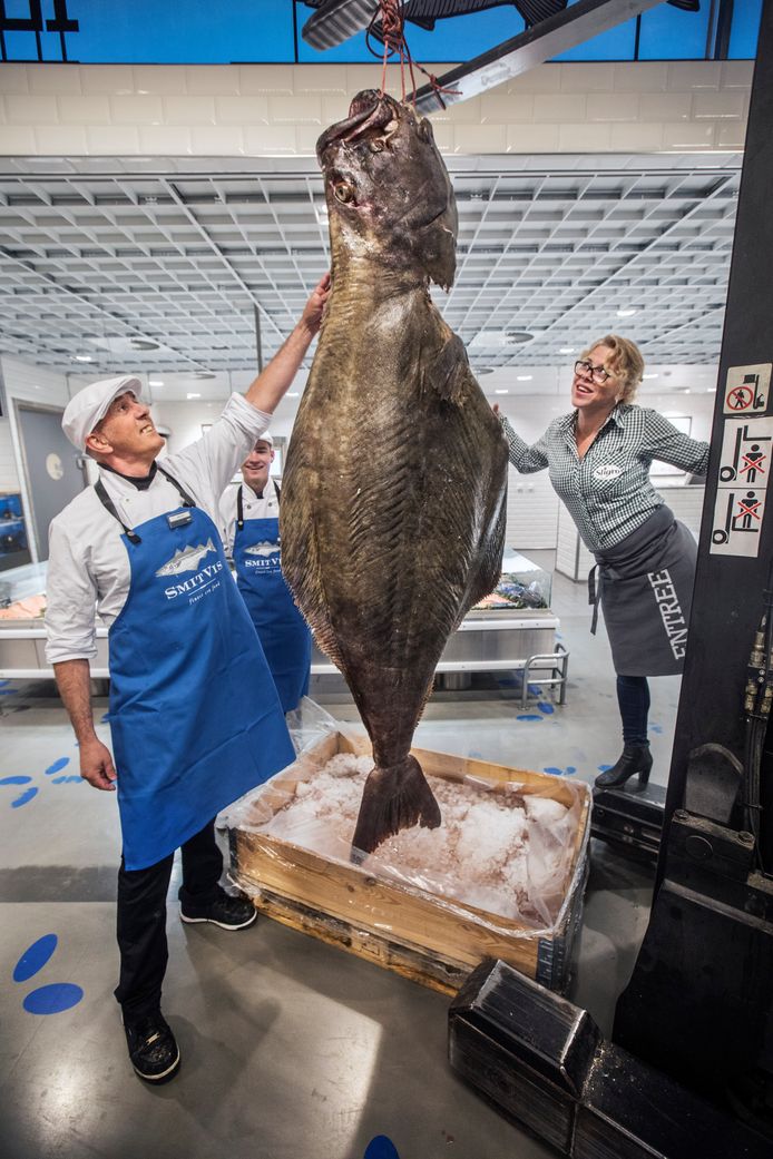 Gigantische heilbot van 150 kilo op de toonbank bij Sligro | Den Haag ...
