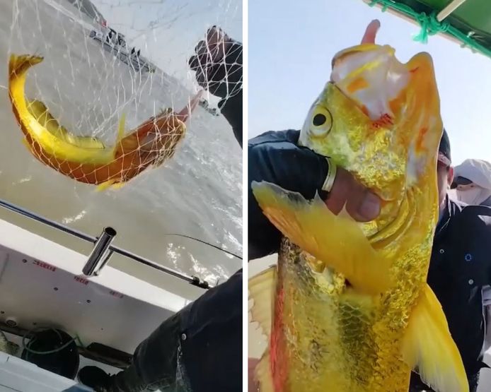 Un pêcheur attrape un poisson rare d'une valeur de plusieurs milliers d ...