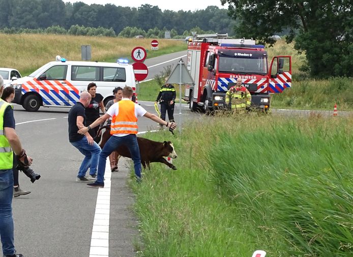 Rodeo langs de A348 bij Velp | Rheden | gelderlander.nl