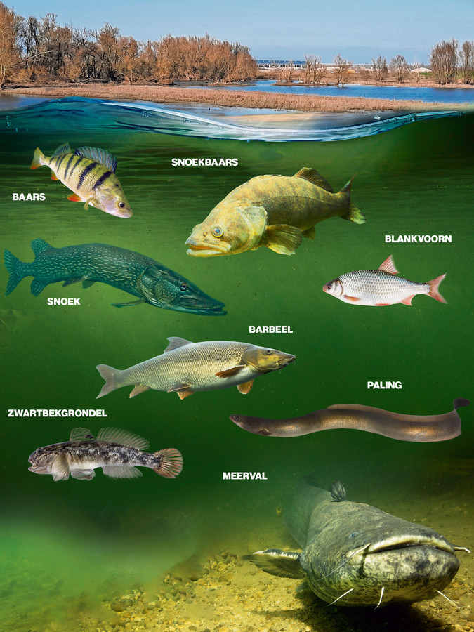 Uniek onderzoek in onder meer de Afferdense en Deestse Waarden ...