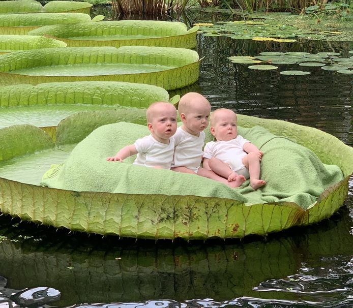 Uitzonderlijk schattig: eeneiige drieling poseert voor fotoshoot op ...