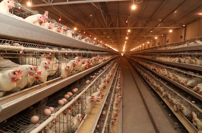 with free spirit: Megakippenbedrijf uit Oekraïne gefinancierd door ...