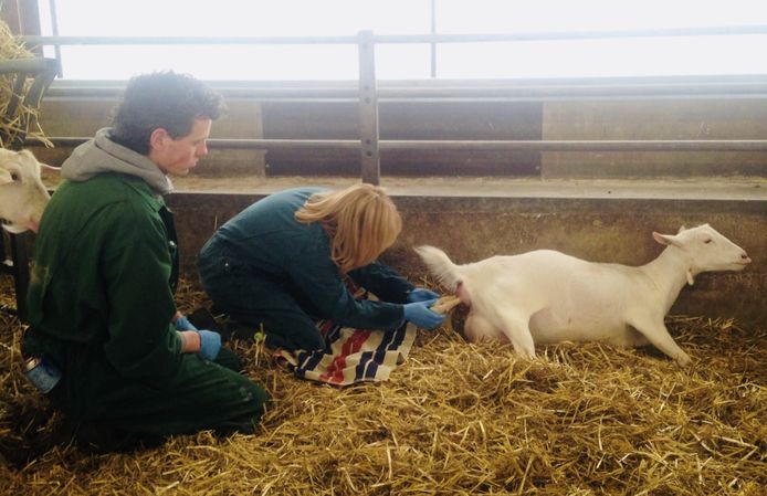 Geiten steeds populairder: 'ik wil nooit meer anders' | Economie | AD.nl