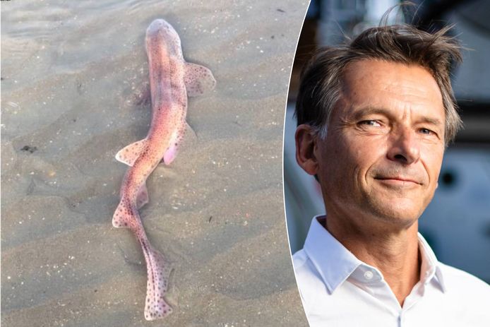 Waarom er plots hondshaaien aanspoelden op het strand van Knokke-Heist: “Dit komt de laatste ...