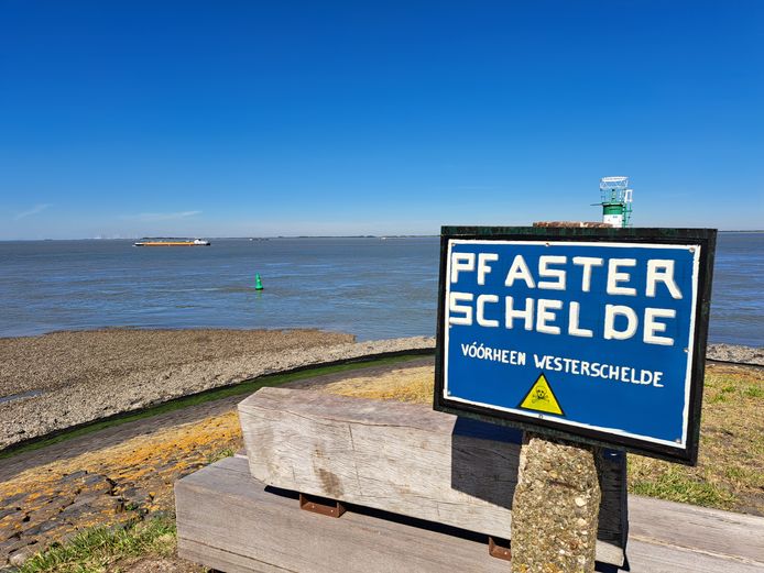 PFAS-vervuiling in meer vis en schaaldieren in de Westerschelde ...