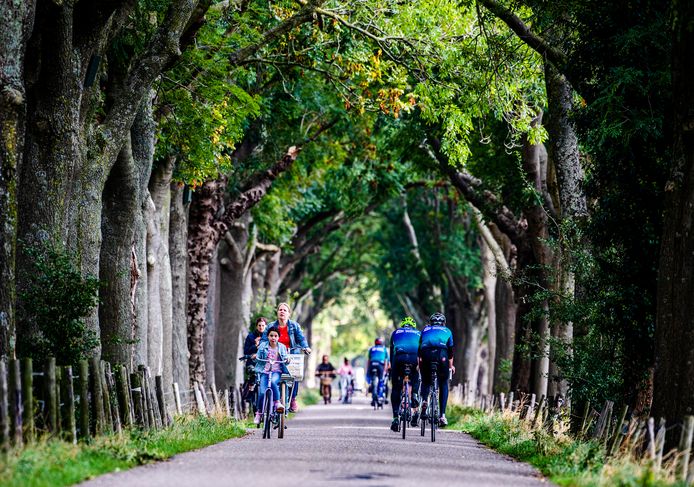 Markante rij van 521 populieren aan Dordtse Zeedijk gaat uit voorzorg ...