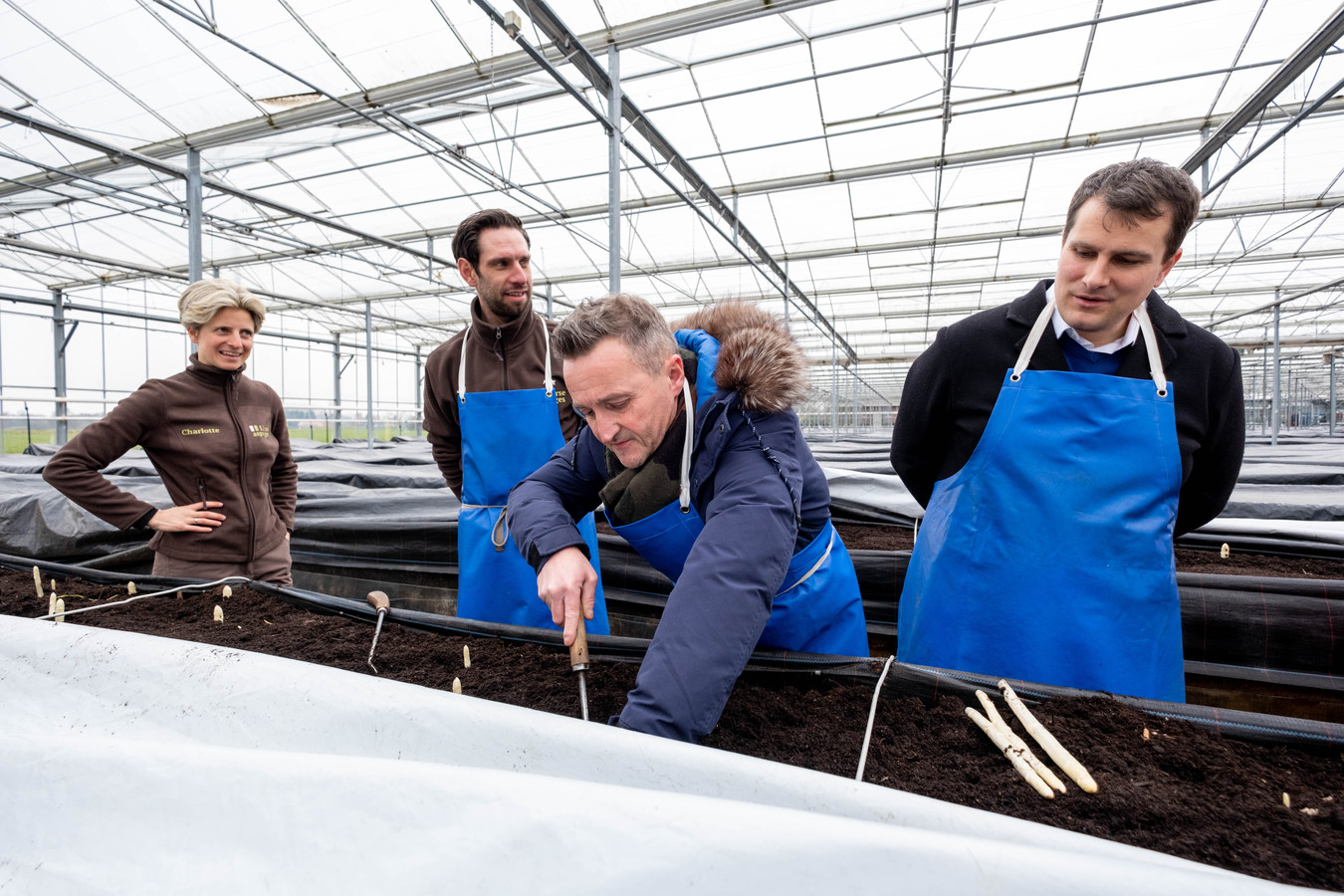 Burgemeester en schepen steken de eerste asperges van het seizoen ...