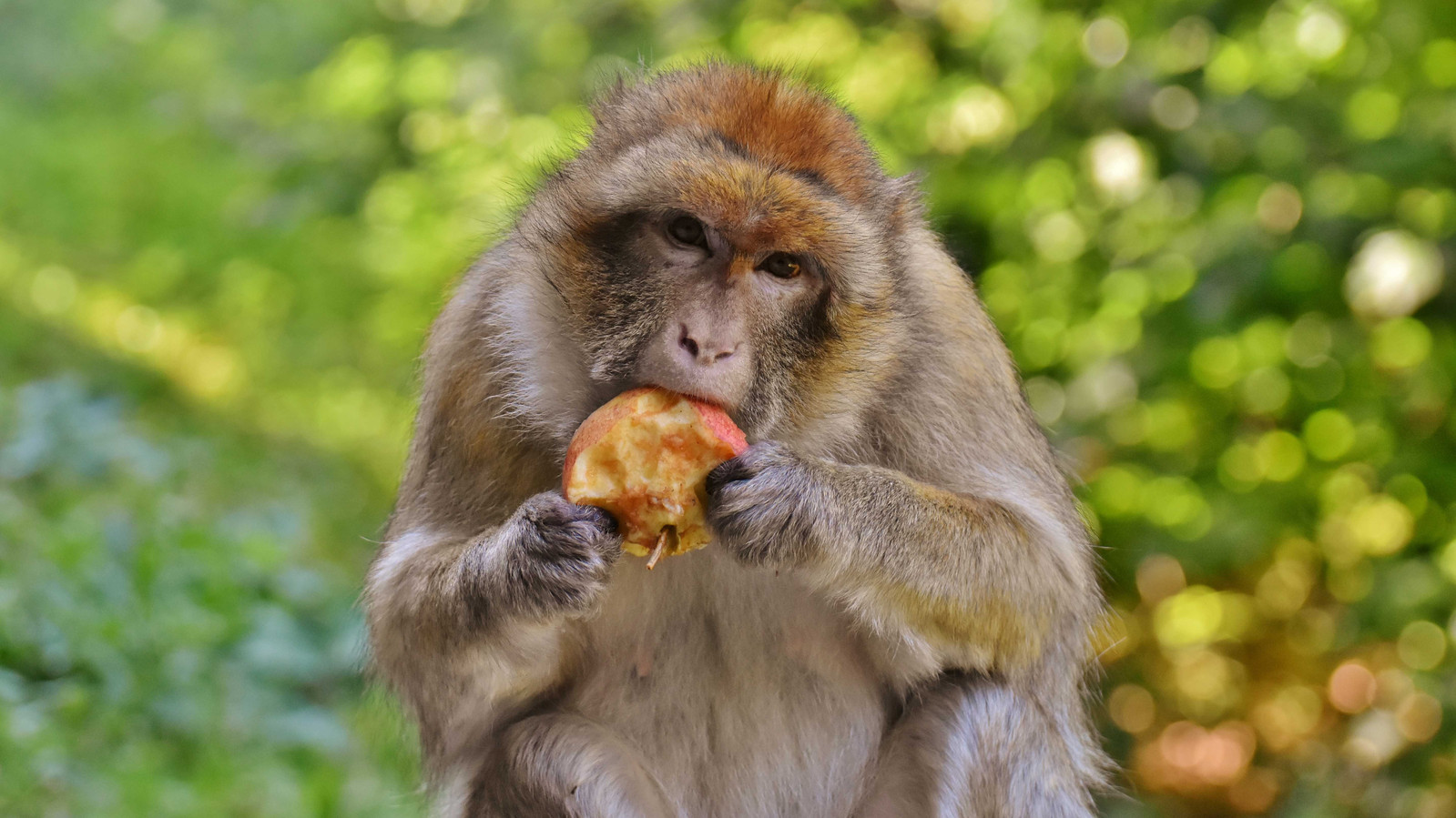 Transfernieuws in dierenland: DierenPark Amersfoort verwelkomt vier ...