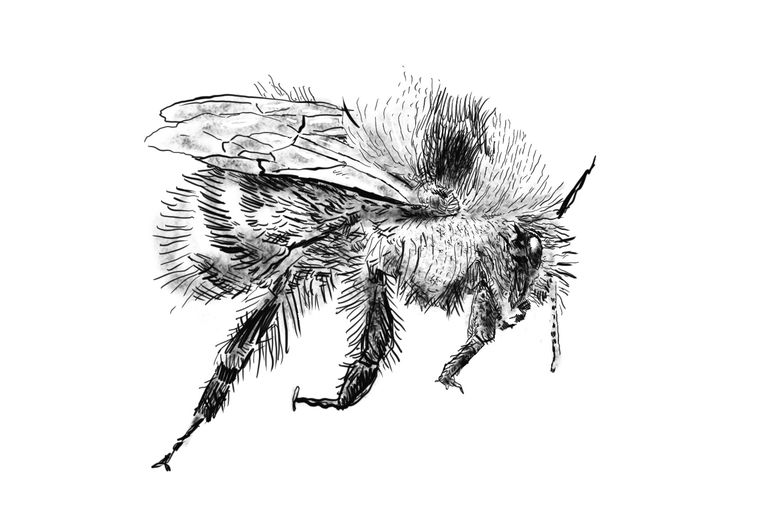 De zandhommel kan niet zonder klaver en smeerwortel | De Volkskrant