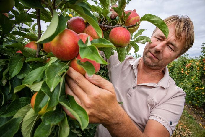 Droogte? Cees en andere fruittelers in Flevoland hebben er amper last ...
