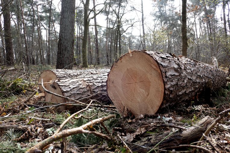 Ontbossing in Nederland remt af en er is steeds meer variatie