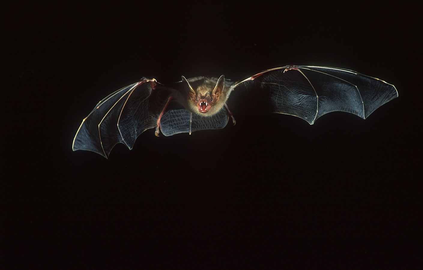 Zeldzame vleermuis gespot in natuurgebied | Foto | hln.be