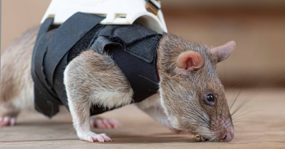 Gered door een rat met rugzak: Eindhovenaar ontwerpt rattenrugzak voor ...