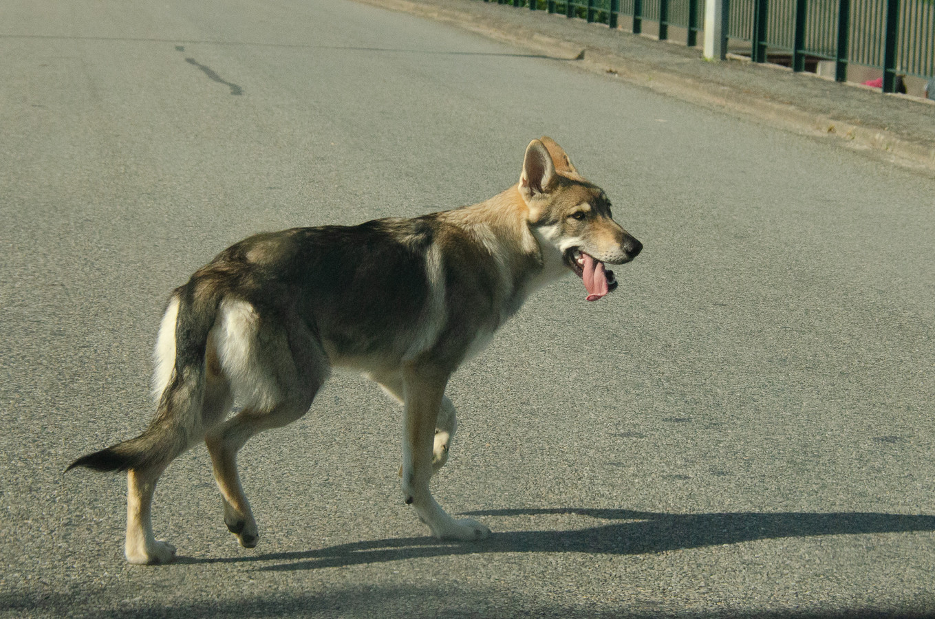 Iedereen denkt wolven te zien! Is dit een dronebeeld van de ...