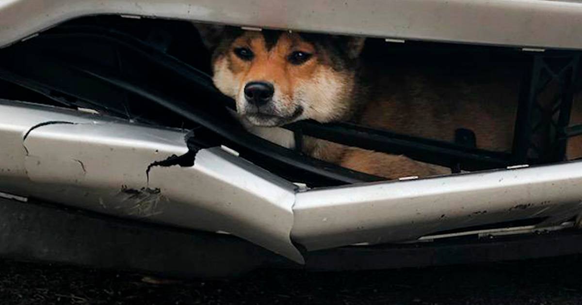 Hond rijdt bijna een uur in bumper mee met auto na aanrijding | Auto | AD.nl