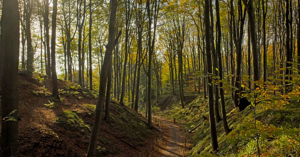 12.000 hectare waardevolle oude bossen ingekleurd als woon- of ...