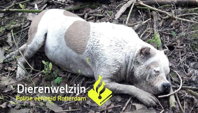 Afschuw over achtergelaten dode hond in Vlaardingen | Waterweg | AD.nl