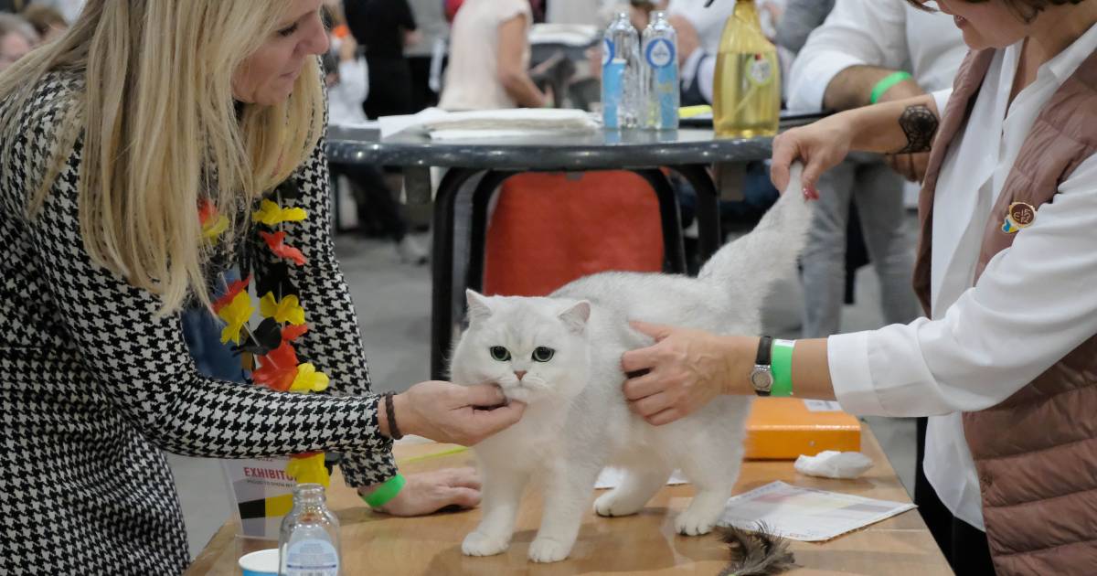 Mooiste katten ter wereld lokken veelvoud aan bezoekers naar Nekkerhal ...
