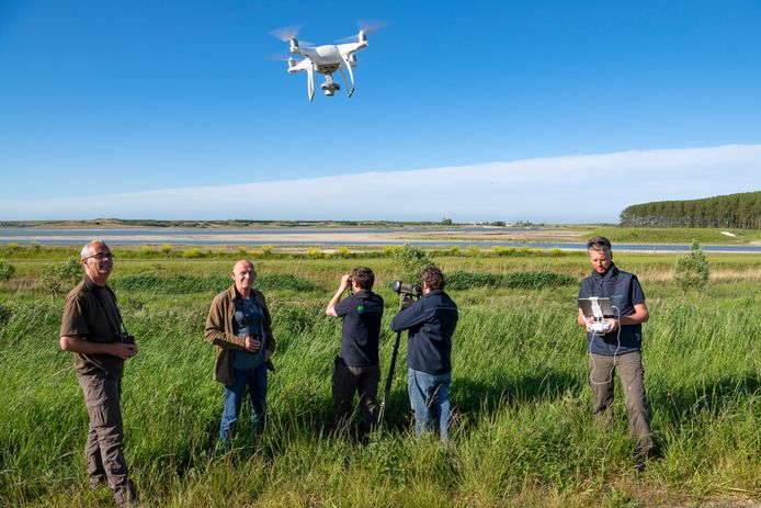 Drone telt vogelkolonies op de broedeilanden van Waterdunen: ‘Sterns ...