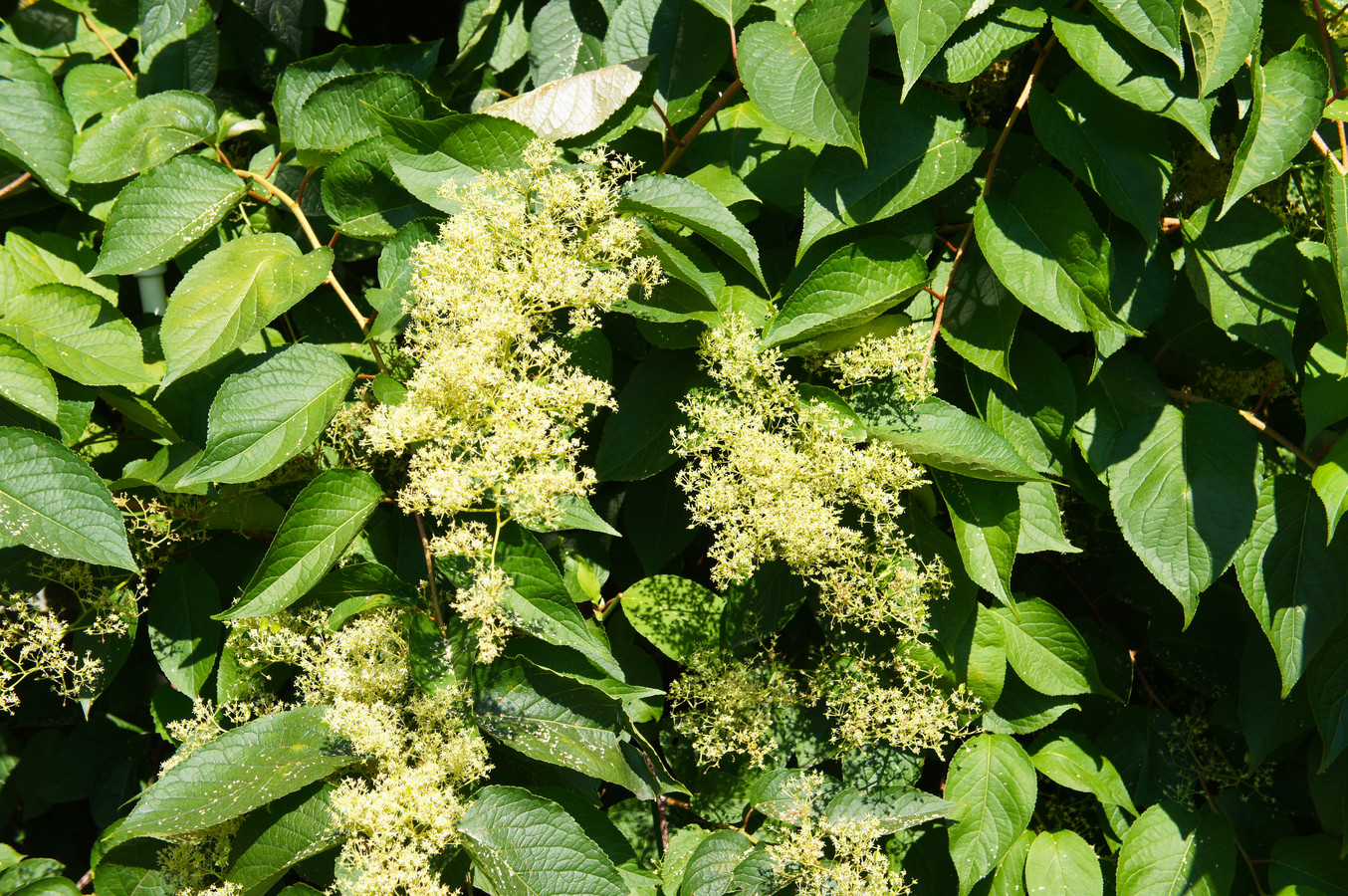 De vlier is zo gewoon, dat niemand de struik in zijn tuin plant | Foto ...