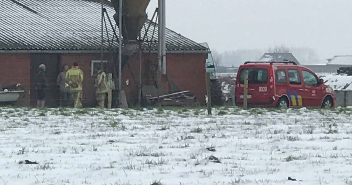 Brandweer in de weer met redden van vier varkens in aalput, één dier al overleden | Torhout | hln.be