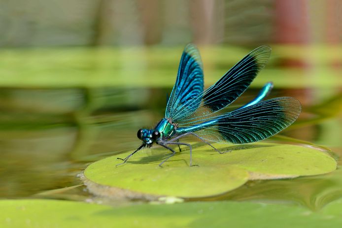 Toename waterinsecten in Overijssel: ‘We kunnen nog niet zeggen of het ...
