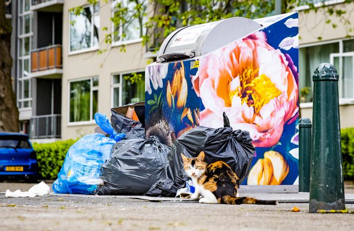 Ondergrondse afvalcontainers veranderen in bovengrondse: ‘Eén groot feest voor vogels en ratten ...