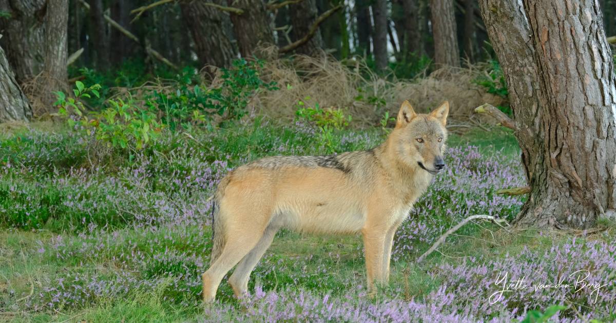 Zenderen wolf in provincie Utrecht roept ook vragen op vanuit ...