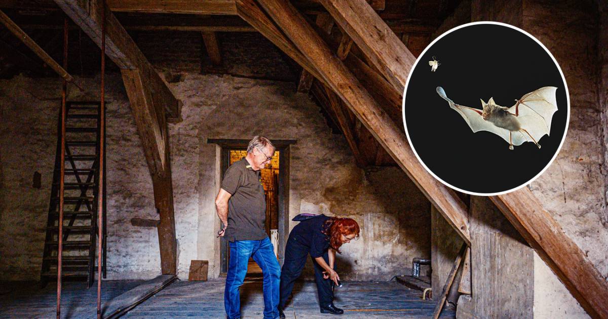 Hoe eng zijn vleermuizen? De zolder van dit eeuwenoude kasteel zit er vol mee (en dat is ...