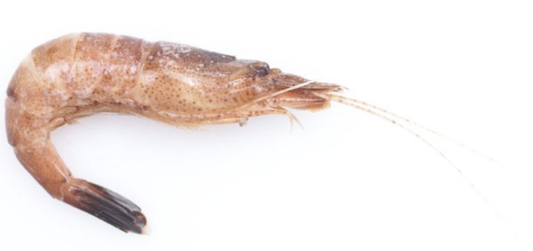 Wat u moet weten wanneer u nog eens grijze garnalen eet | De Morgen