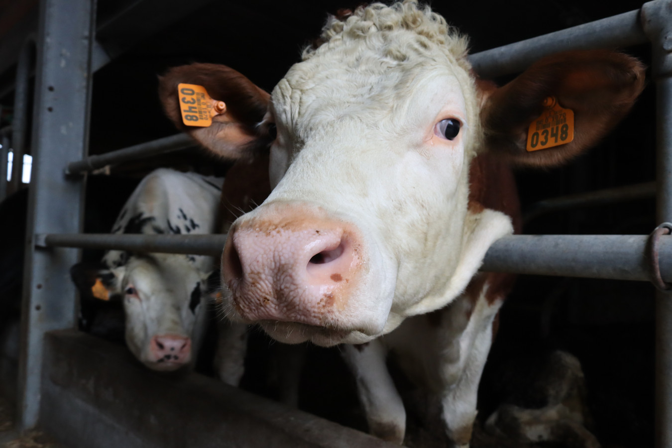 Minister bezoekt boerderij Johan Van Goethem: “Erkenning voor harde ...