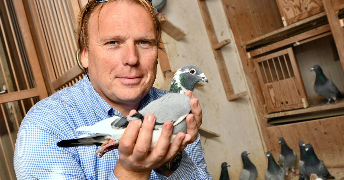 Kurt Platteeuw geeft prijsduiven cadeau aan beginnende duivenmelkers ...