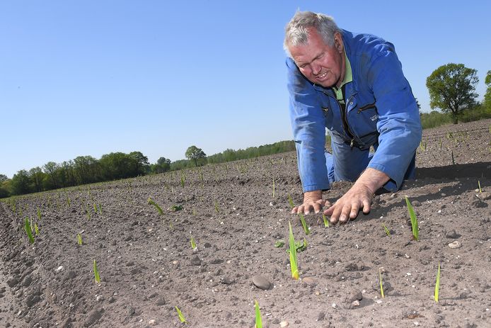 Bredanaars redden Vierdaagse-gladiolen van de shredder | Breda | AD.nl
