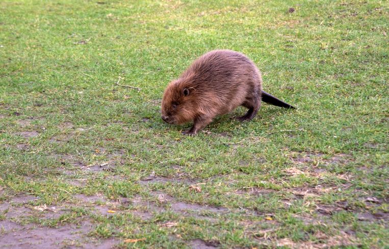 Daar is de mascotte: Beveren verwelkomt (eindelijk) eigen bever