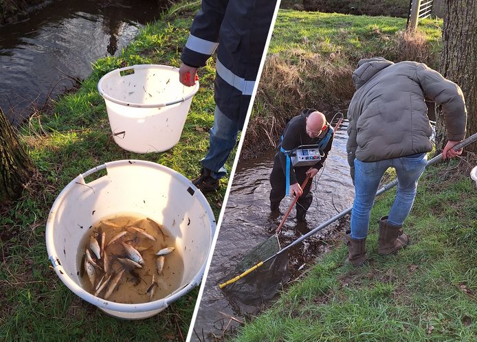 Rustige wandeling van Elburgers verandert in reddingsactie: ‘Ja, zielig ...