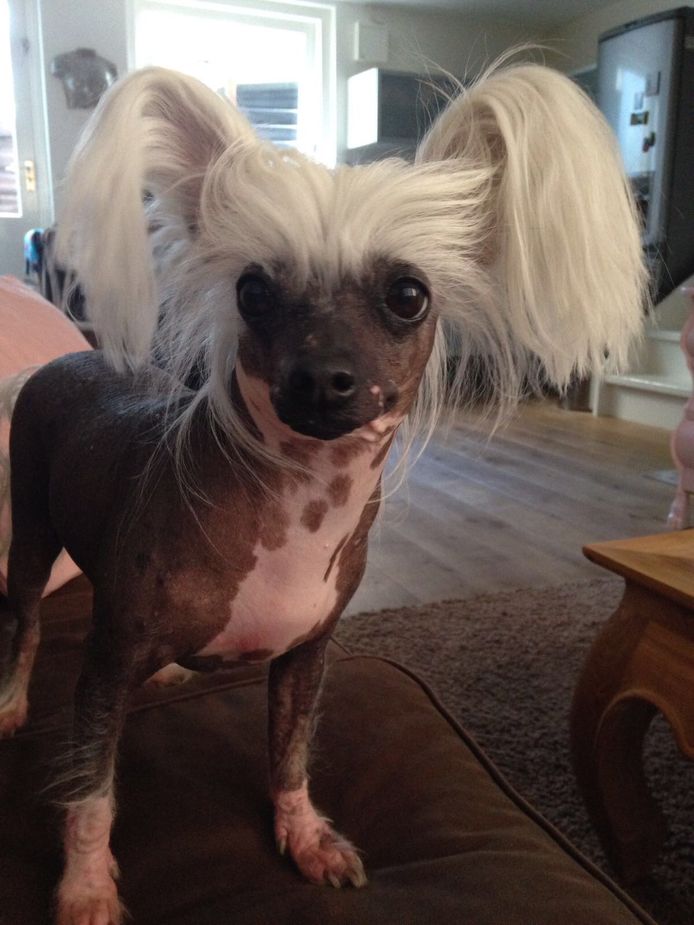 Dit zijn ze: de lelijkste en toch liefste huisdieren van Nederland ...