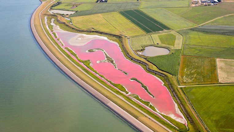 Nederlandse waterplas kleurt plots roze en iedereen wil weten waarom